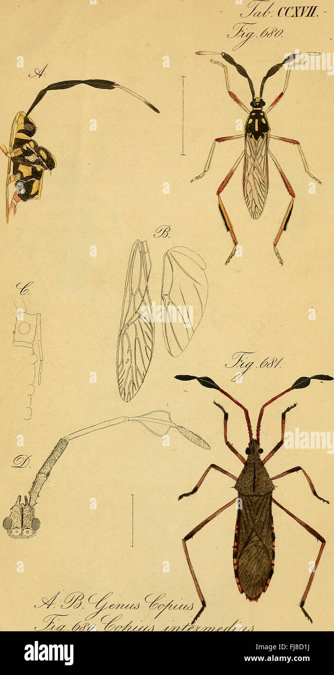 A detailed depiction and description of true bugs (Hemiptera) in their ...