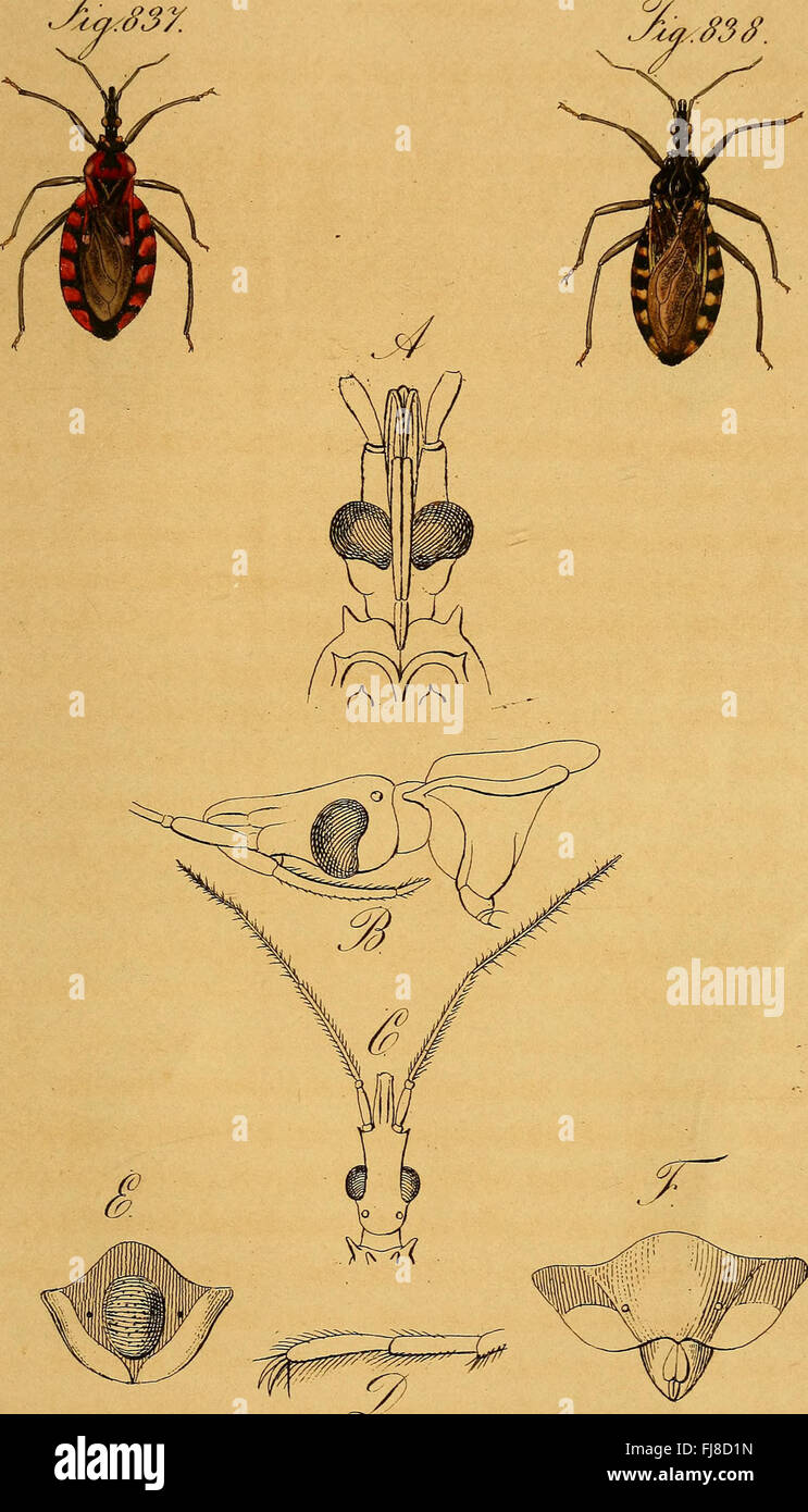 A detailed 1831 study of true bugs (Hemiptera), accurately illustrated ...
