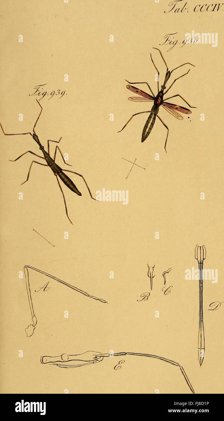 Detailed collection of insect anatomy hi-res stock photography and ...