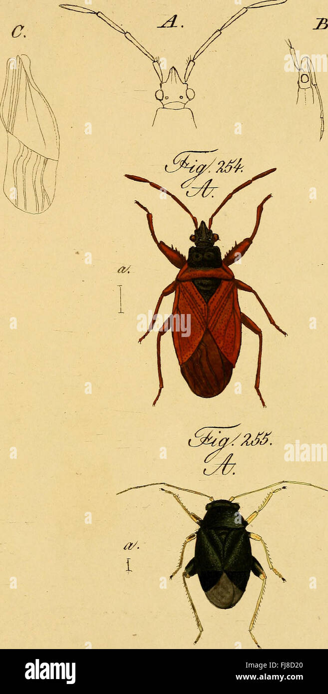 A detailed work on true bugs (Hemiptera), featuring accurate ...