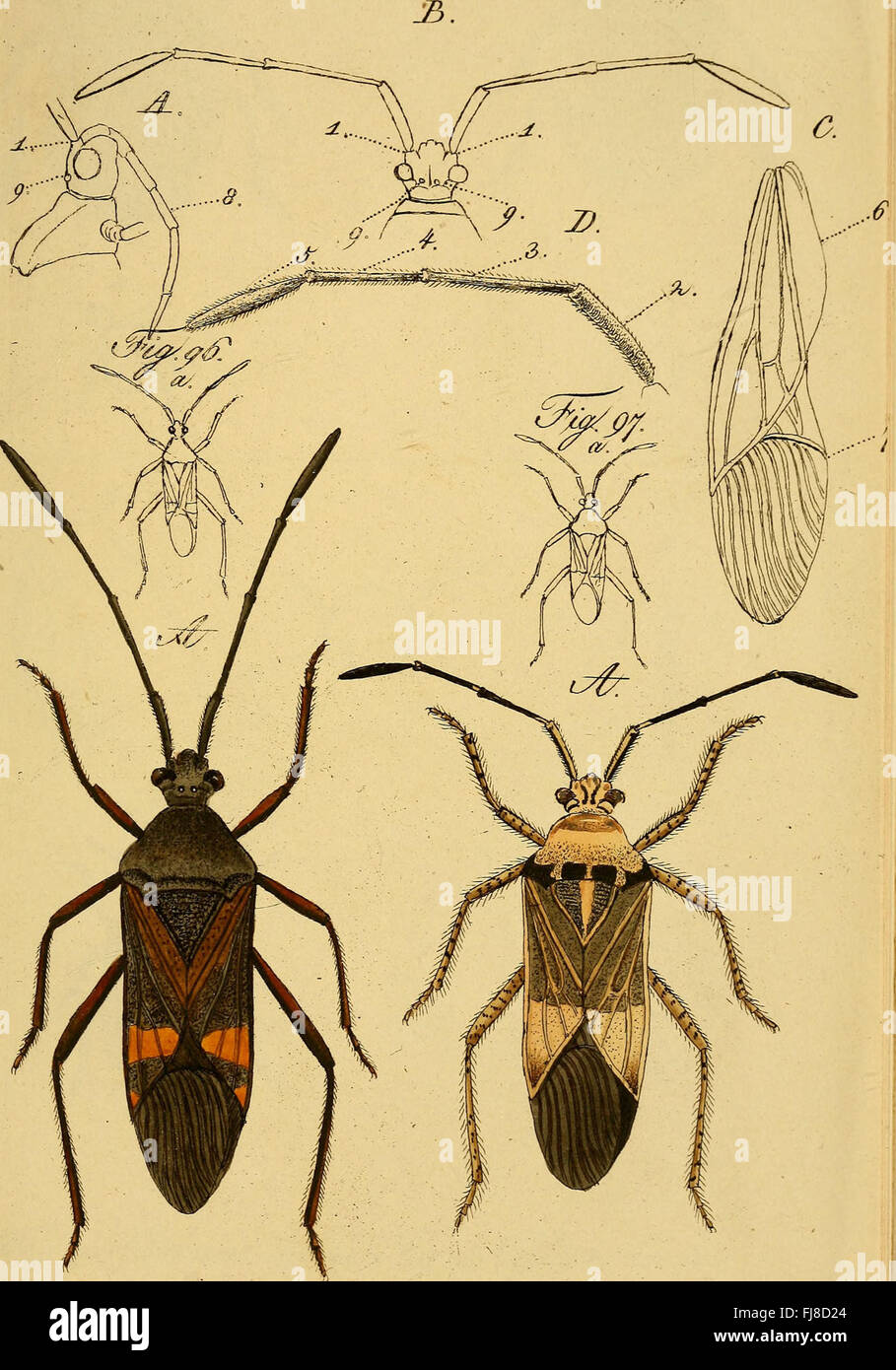A 1831 work describing and illustrating true bugs, based on detailed ...