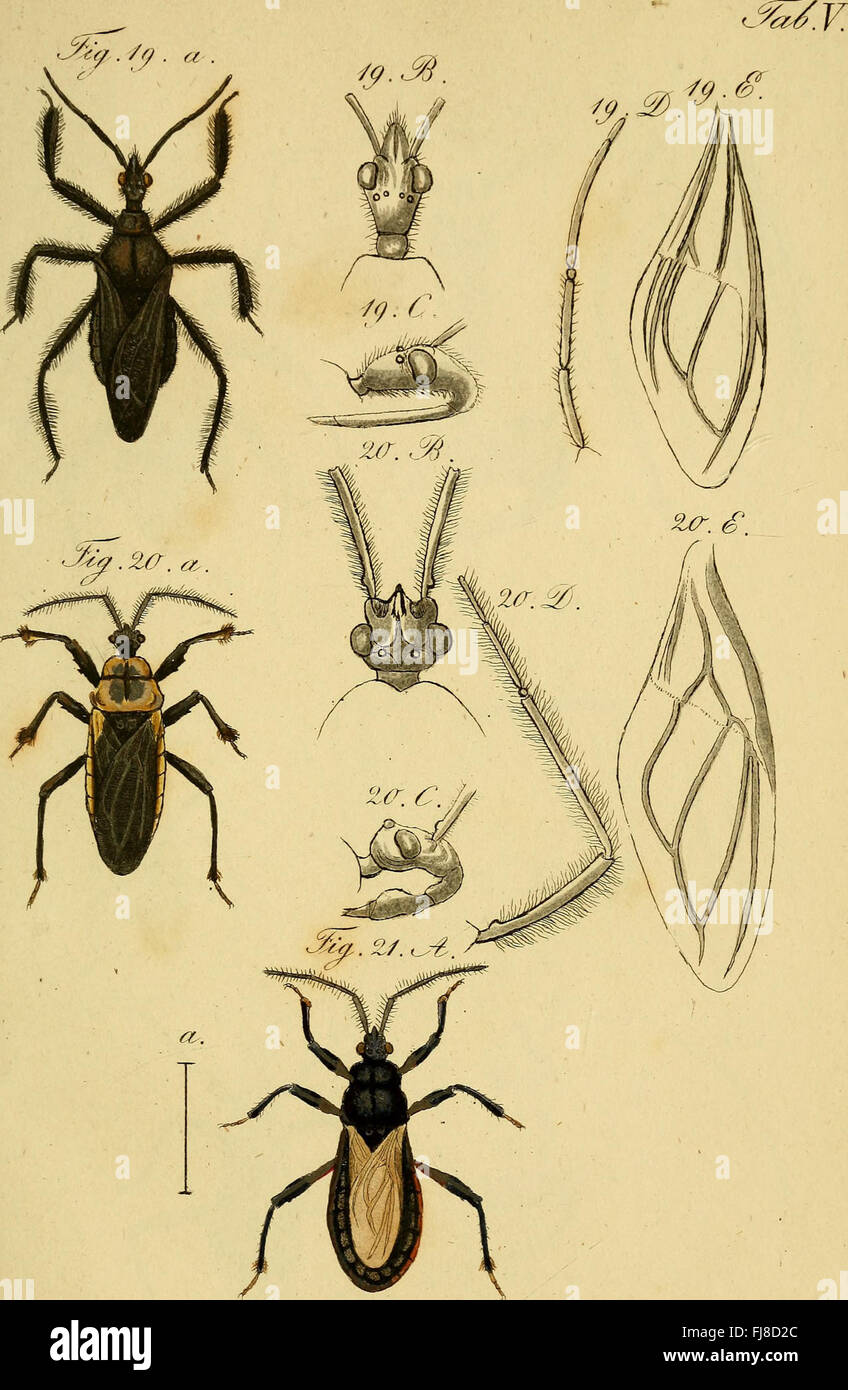 A detailed work on true bugs (Hemiptera), featuring accurate ...