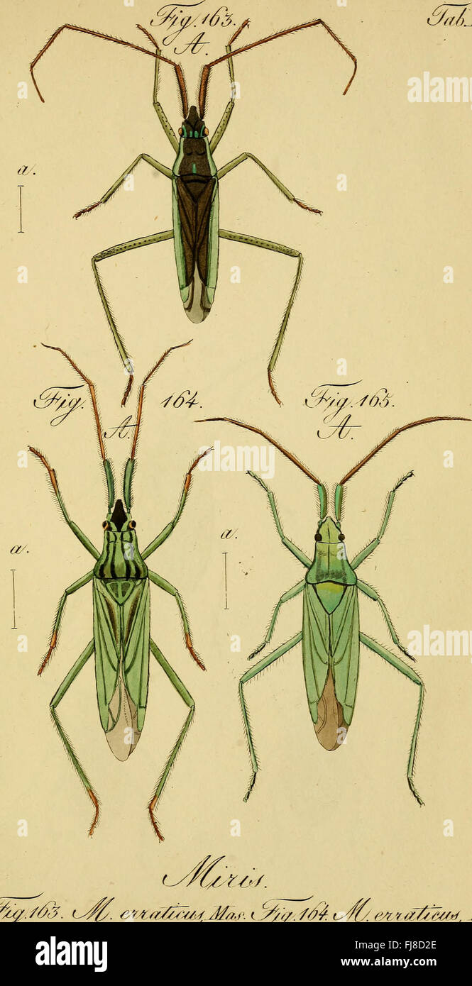 A German work illustrating and describing the true bugs (Hemiptera ...