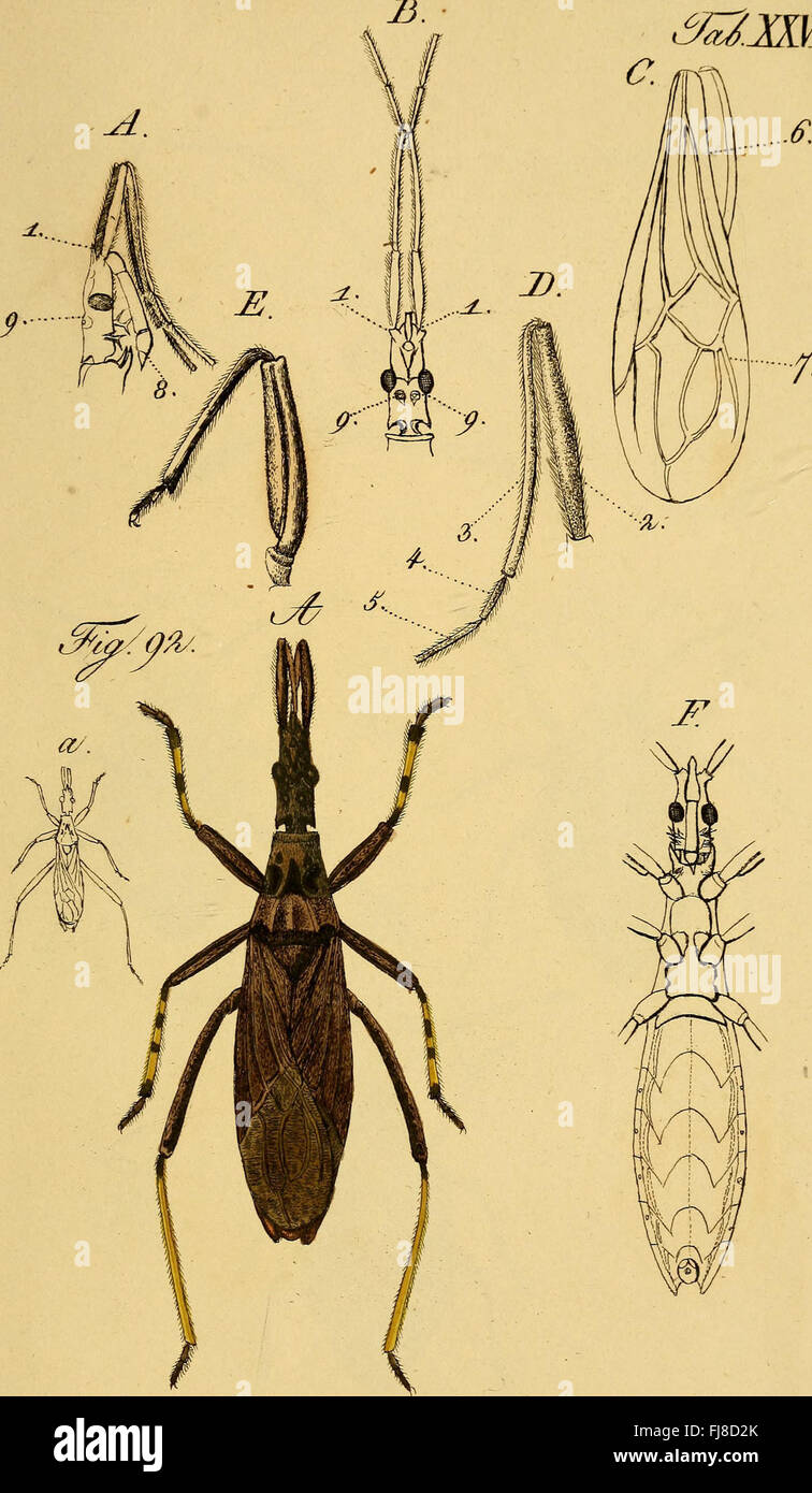 Historical bug identification hi-res stock photography and images - Alamy