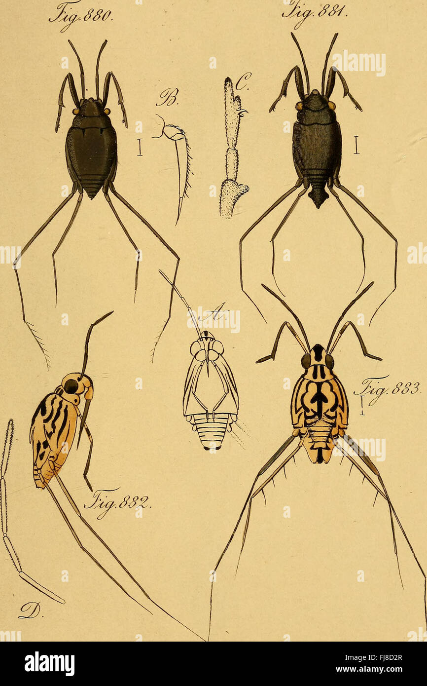 The 1831 *Insecta* series features detailed scientific illustrations of ...