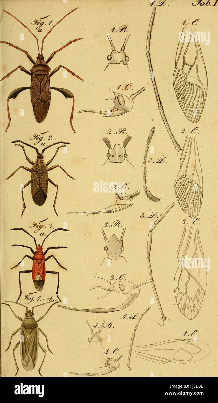 Hemiptera, insects, entomology, insect taxonomy, insect classification ...
