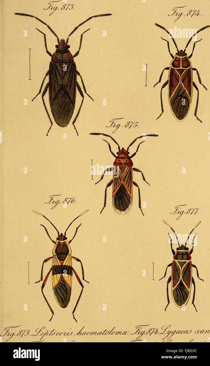 A detailed 1831 work illustrating and describing the true-to-life ...