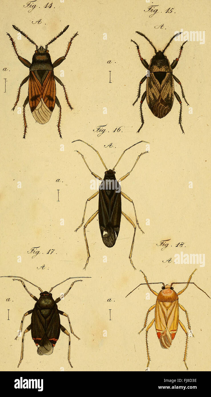 A detailed 1831 work illustrating and describing the true nature of ...