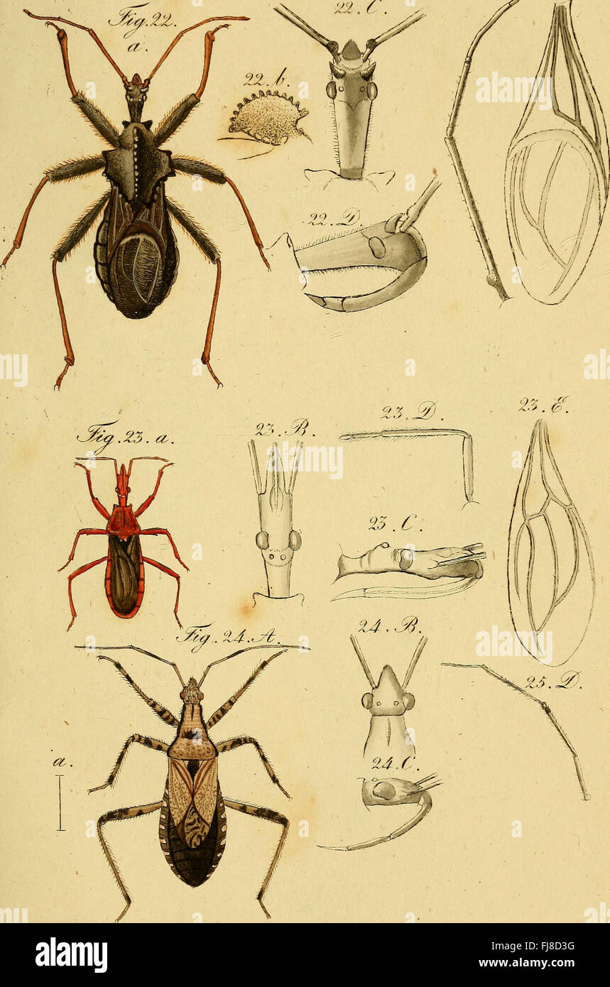 A 19th-century German work illustrating and describing the true bugs ...