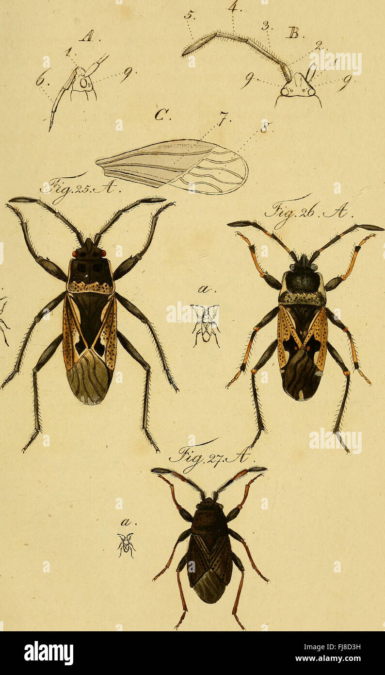 An 1831 entomological study from Germany, cataloging insect species and ...