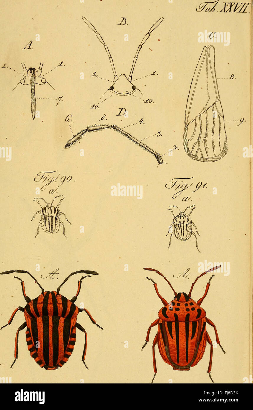A work from 1831 illustrating and describing the true bugs (Hemiptera ...