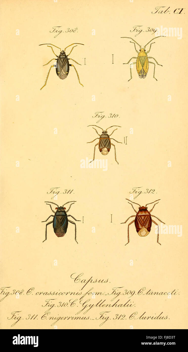 An illustration of hemipteran insects, featuring various species and ...