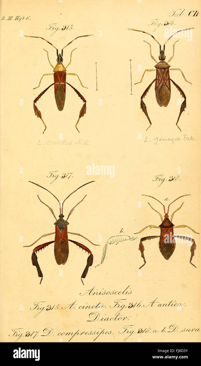 This collection features pictorial works of the Hemiptera order (true ...