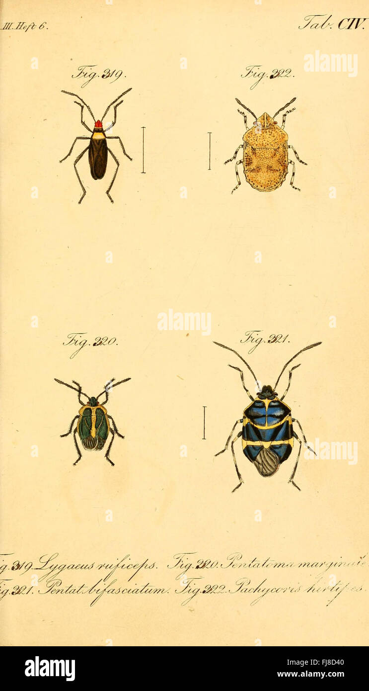 A study on the true bugs (Hemiptera), detailing their classification ...
