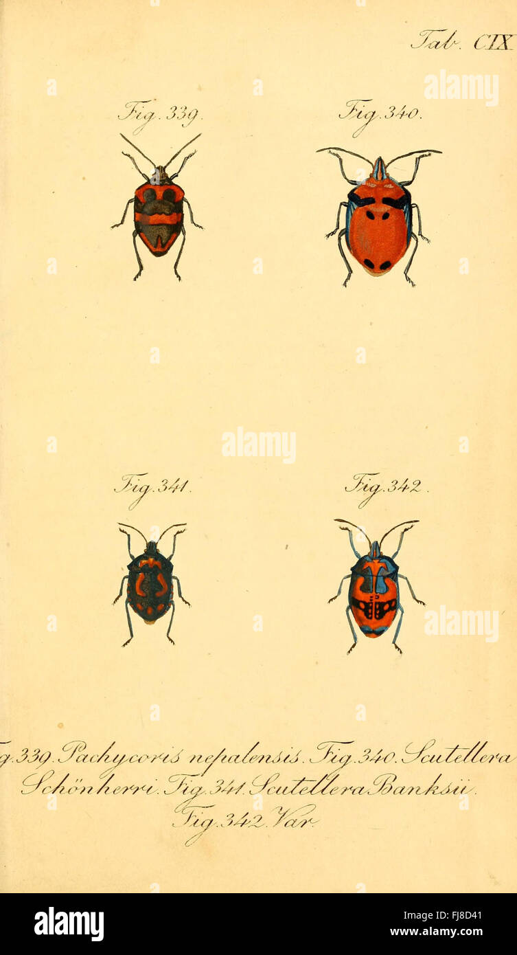 Die wanzenartigen Insecten (Tab. CIX): A detailed study of Hemiptera ...