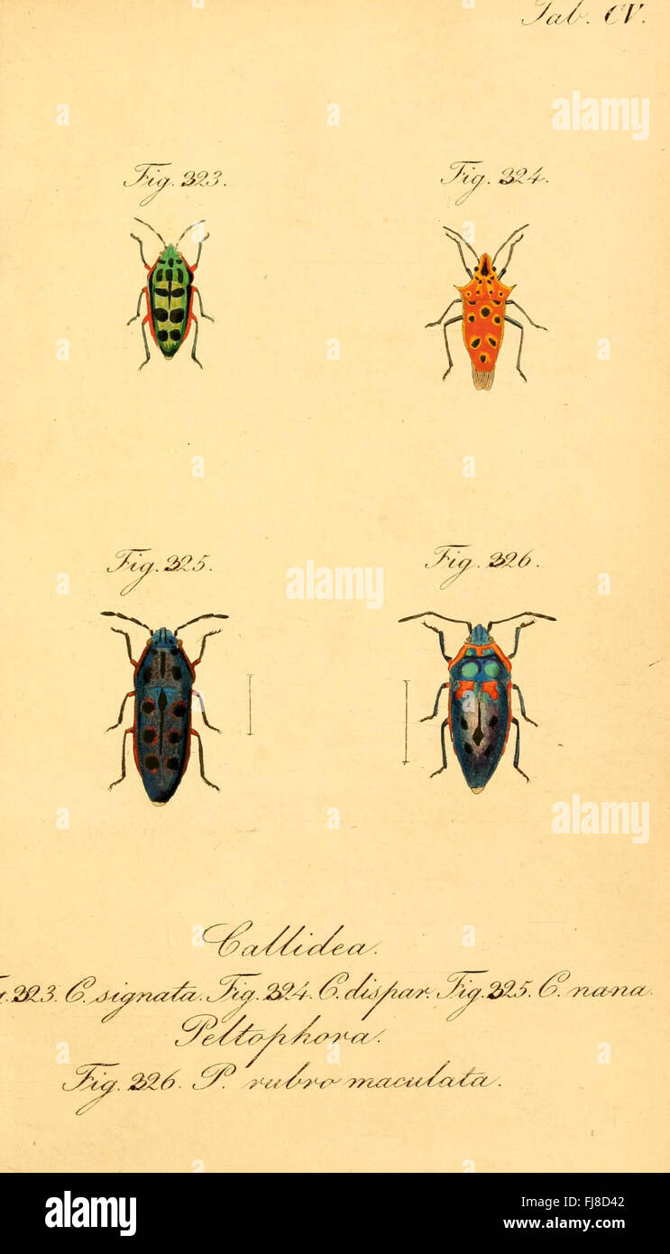A study of the Hemiptera order, detailing the various species of true ...