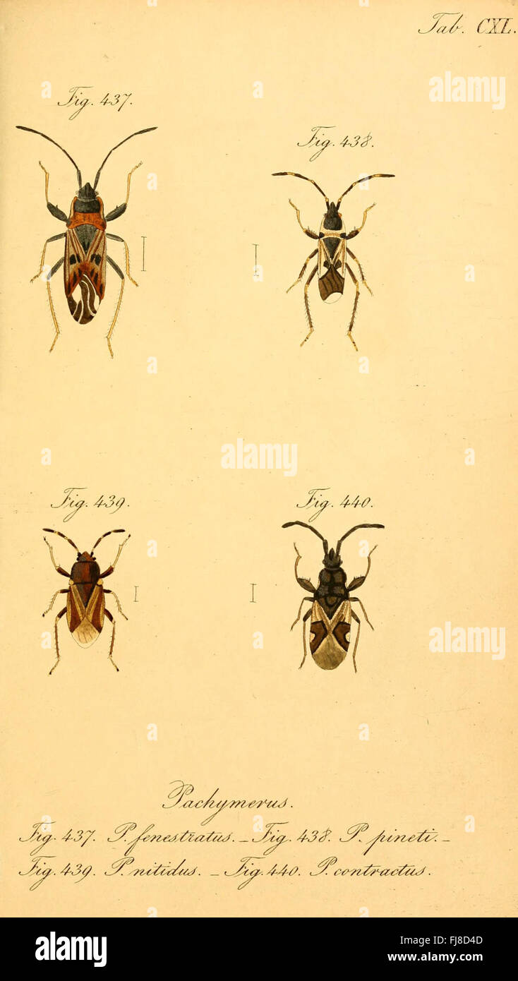 An illustration and study of Hemiptera, also known as true bugs ...