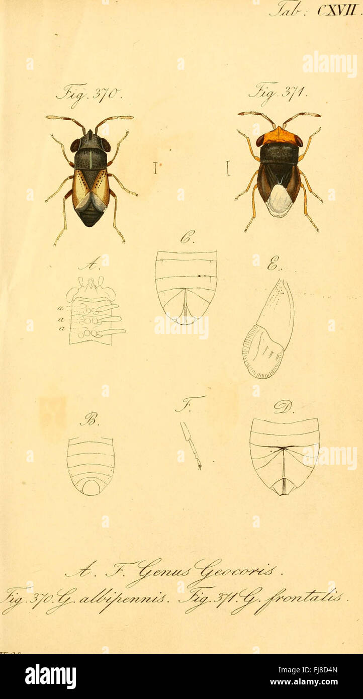 The True Bugs (Hemiptera) - A detailed study and illustration of ...