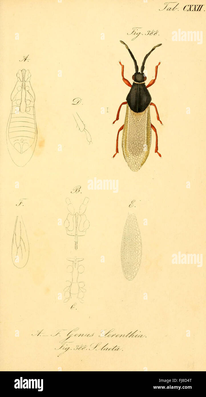 Die Wanzenartigen Insecten (Tab. CXXII) - Hemiptera, Insects Stock ...