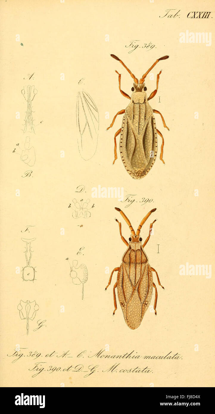 Die Wanzenartigen Insecten (Tab. CXXIII) - Hemiptera, Insects Stock ...