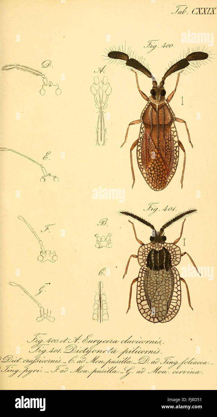 The Hemiptera: A study of the true bugs with illustrations (Plate CXXIX ...