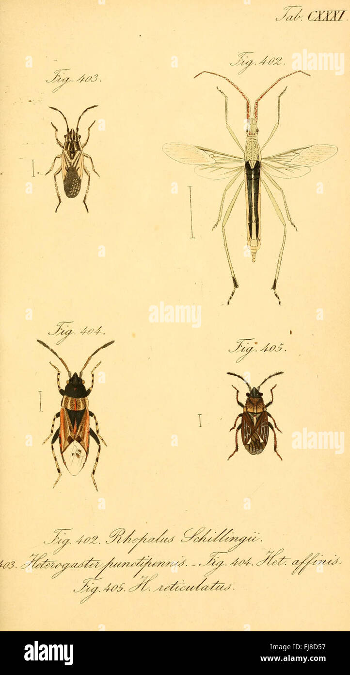 The Hemipteran Insects - A detailed illustration and classification of ...