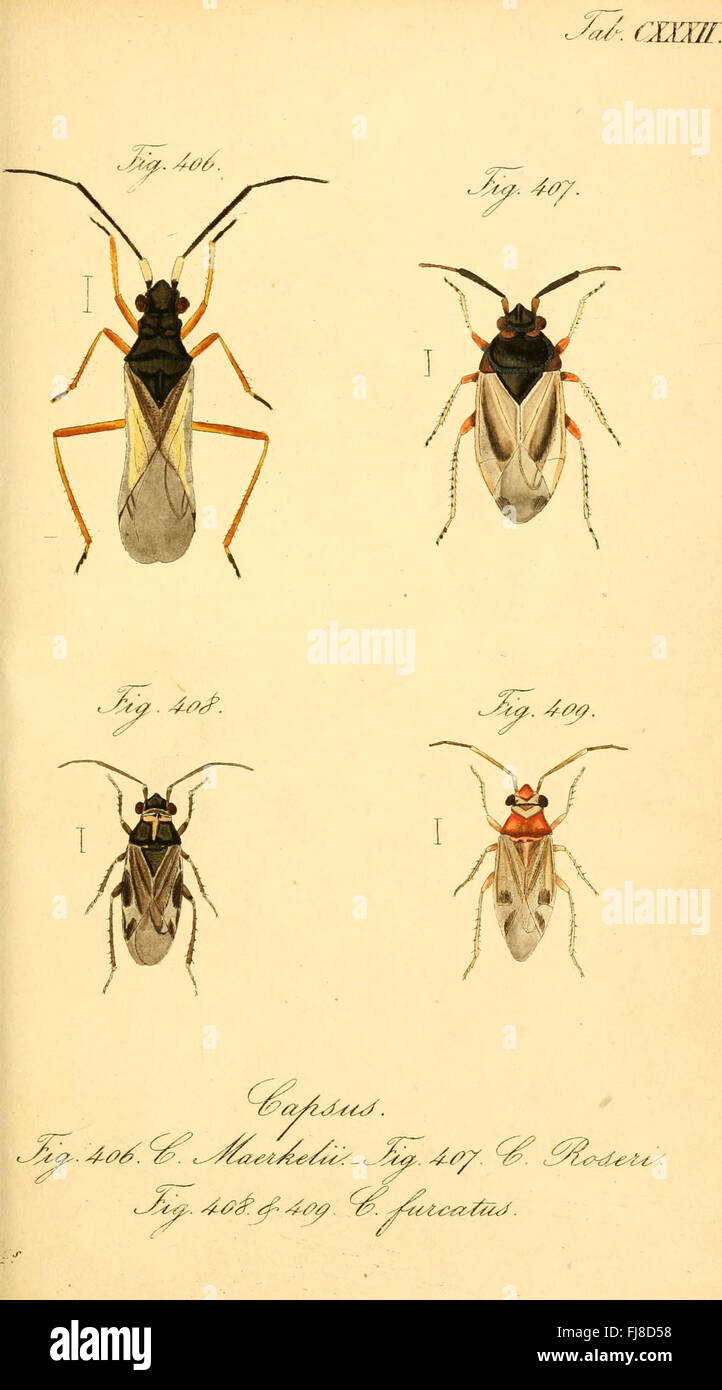 Hemipteran classification hi-res stock photography and images - Alamy