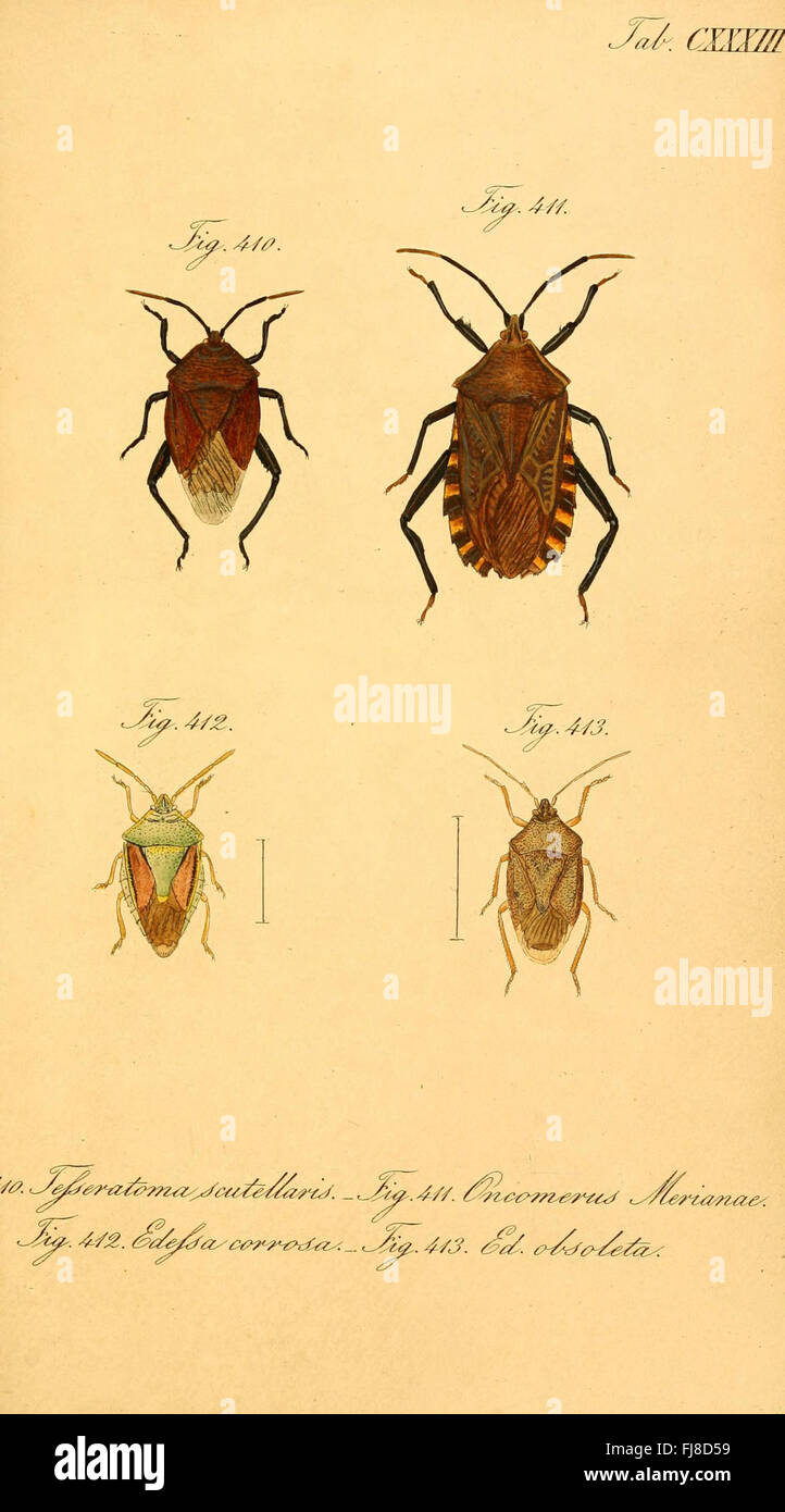 Hemipteran Insects, Hemiptera, Entomology, Pictorial Works, Insect ...