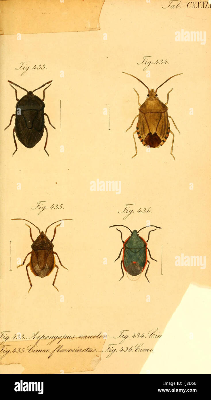 Illustration of the Hemiptera (true bugs) species, focusing on their ...