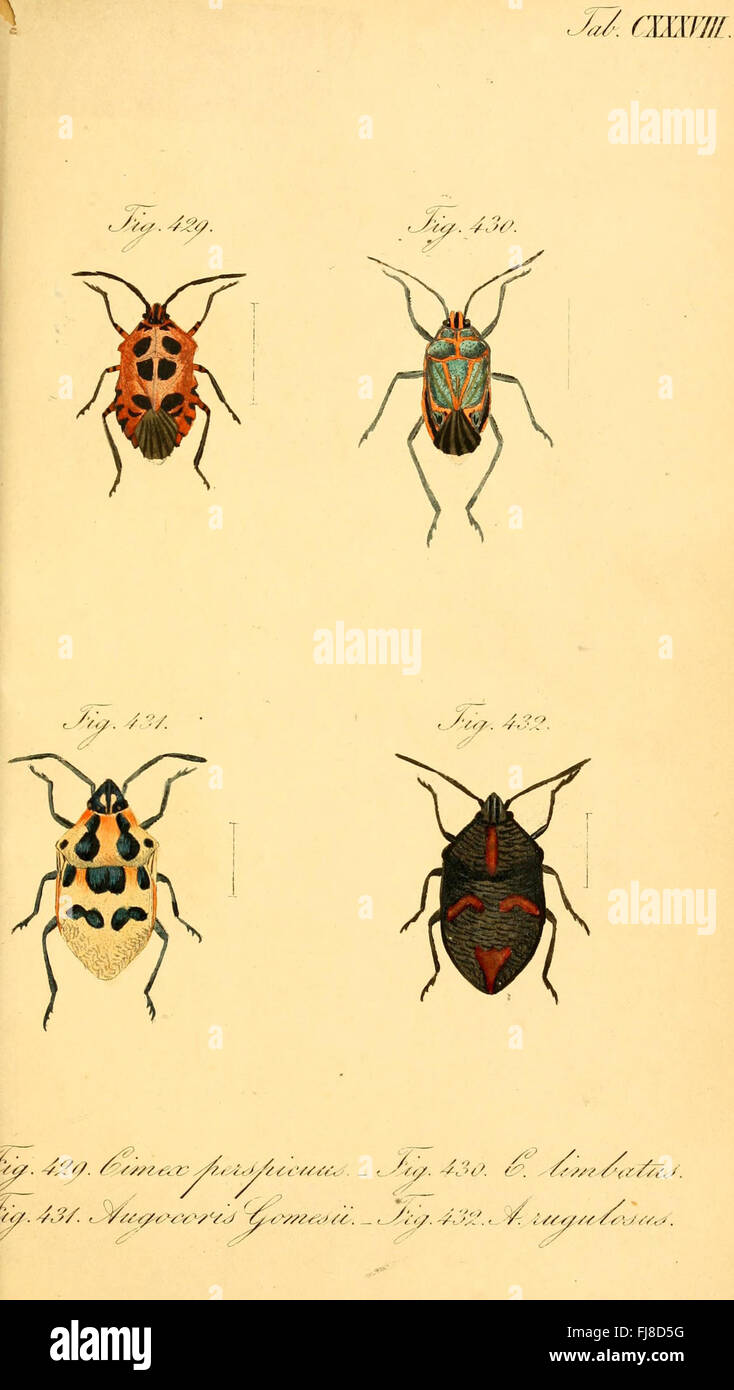 Hemipteran identification hi-res stock photography and images - Alamy