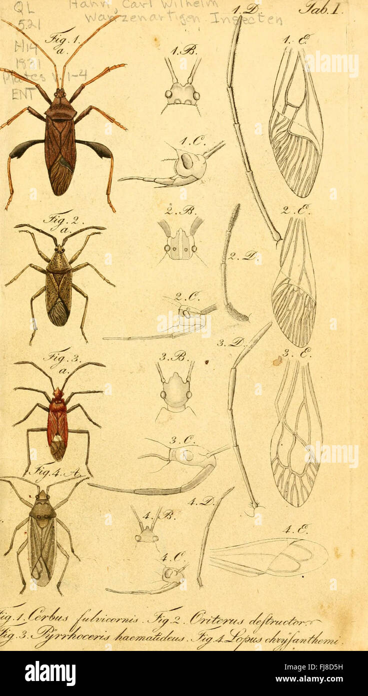 A study of true bugs (Hemiptera), featuring illustrations of various ...