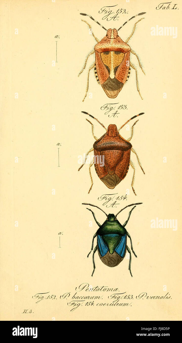 Hemiptera taxonomy hi-res stock photography and images - Alamy