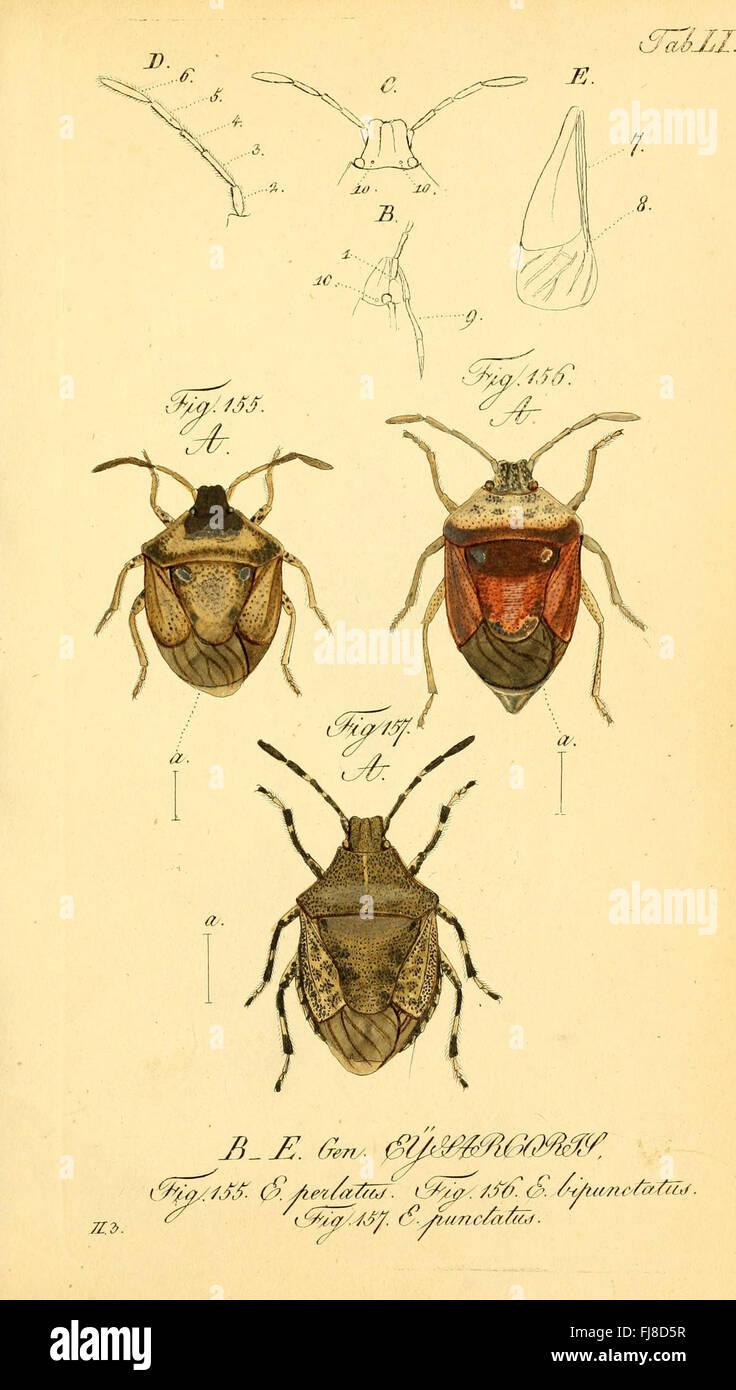 An illustration of the hemipteran insects, or true bugs, featuring ...