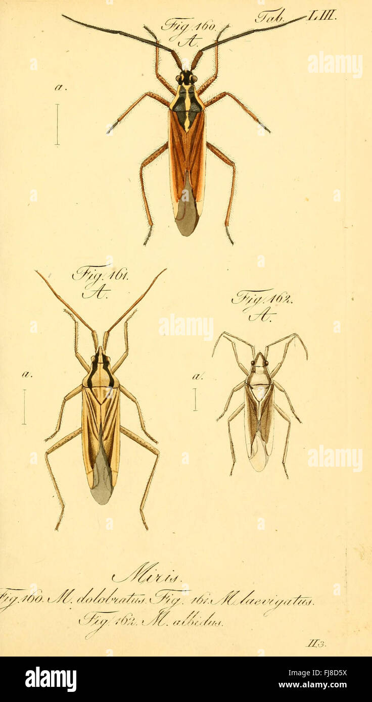 A scientific illustration and study of the Hemiptera, commonly known as ...