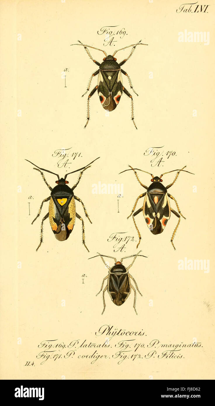 A detailed work on the true bugs (Hemiptera), showcasing their species ...