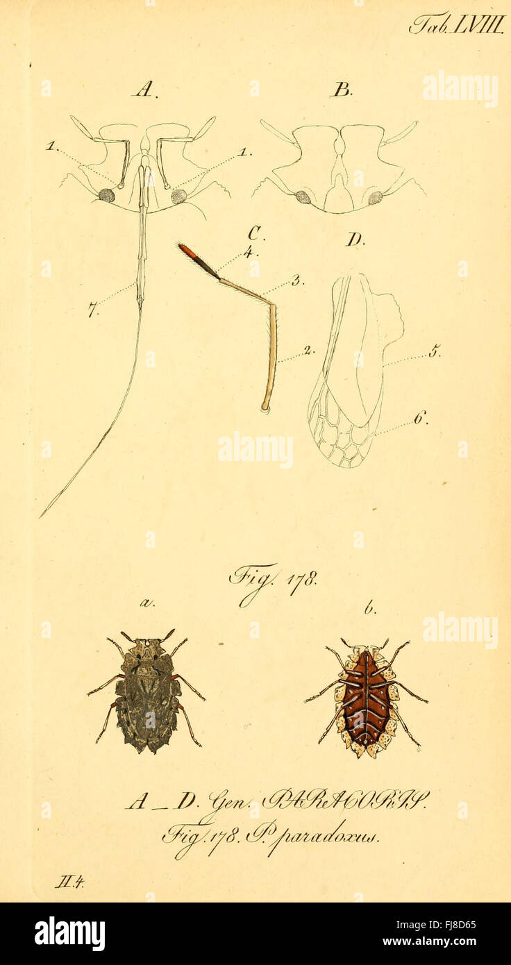An illustrated work on Hemiptera (true bugs), with detailed depictions ...