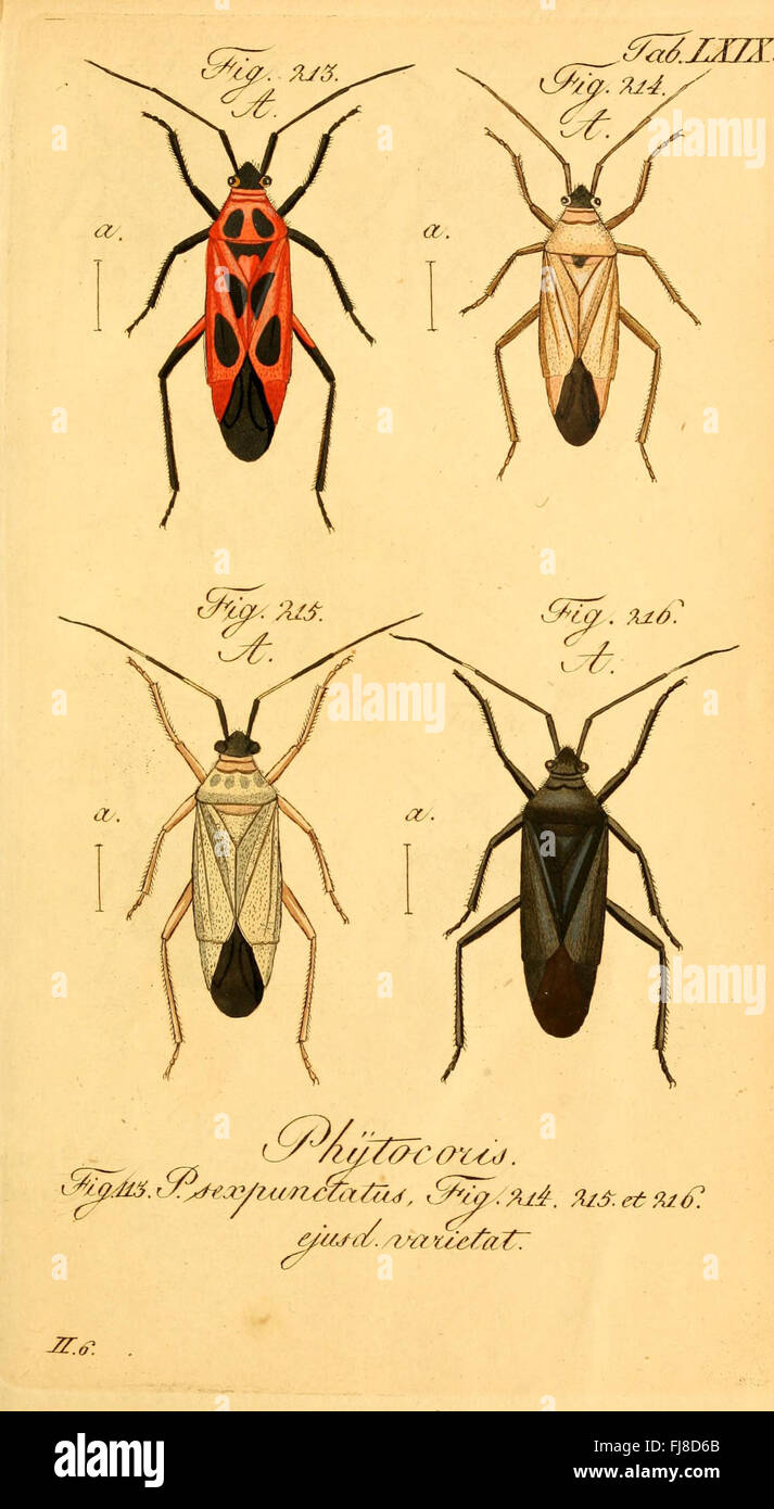 A detailed study of hemipteran insects (true bugs), focusing on their ...