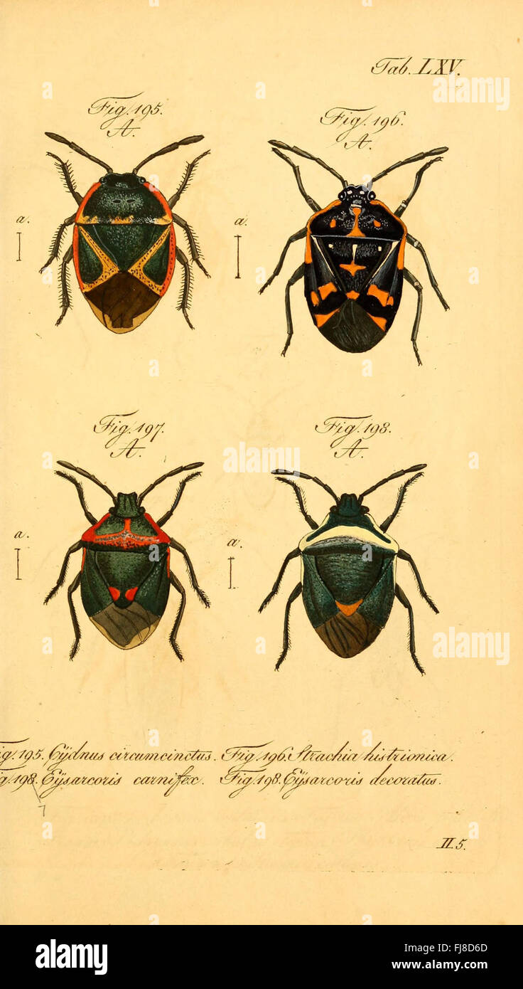An illustration from 'Die Wanzenartigen Insecten', Tab. LXV, depicting ...