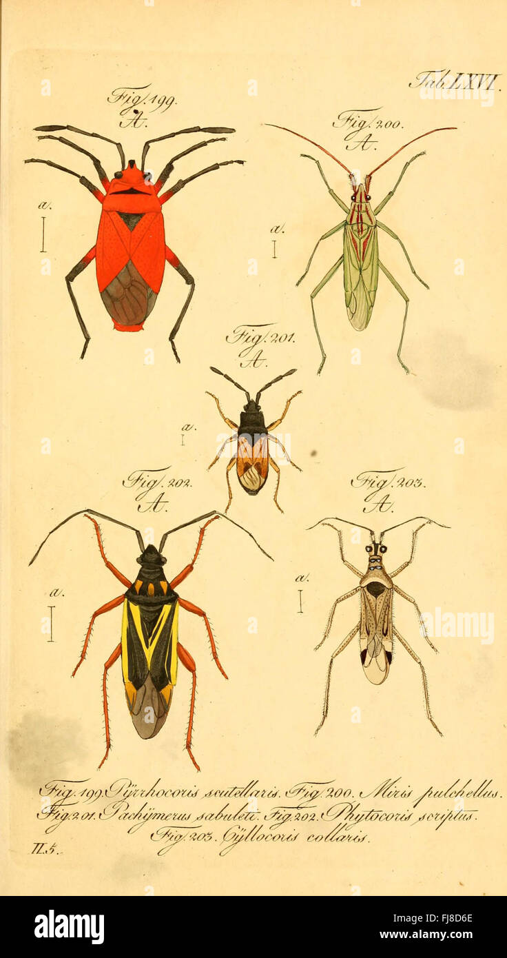 A study of Hemiptera, specifically true bugs, with detailed ...