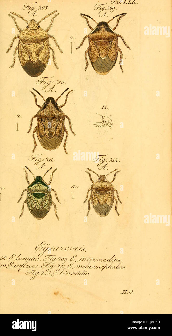 Hemiptera bug like insects hi-res stock photography and images - Alamy