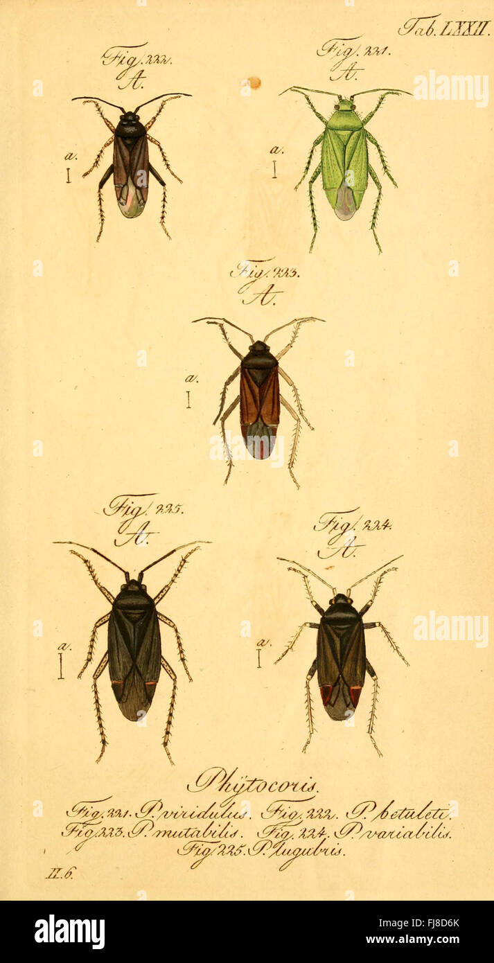 Die Wanzenartigen Insecten (Tab. LXXII) - Hemiptera Stock Photo - Alamy