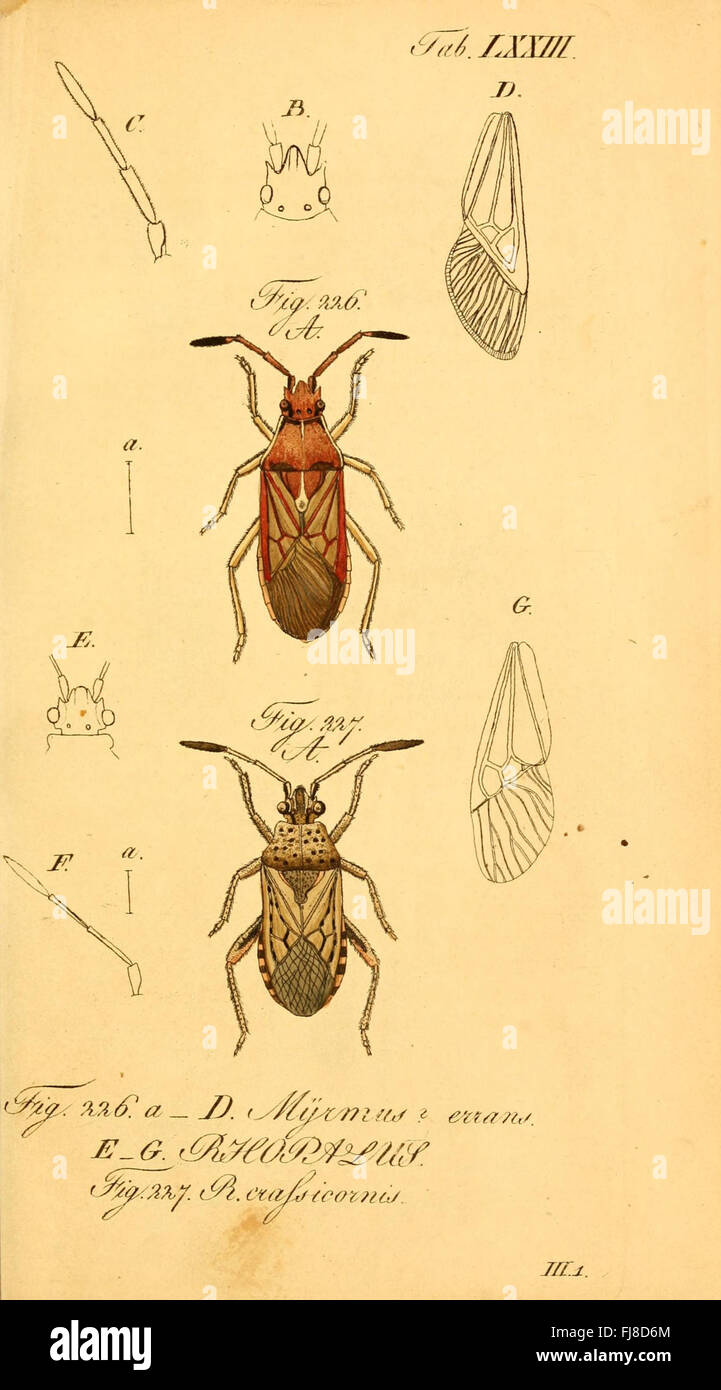A scientific entomological study on Hemiptera species, illustrating ...