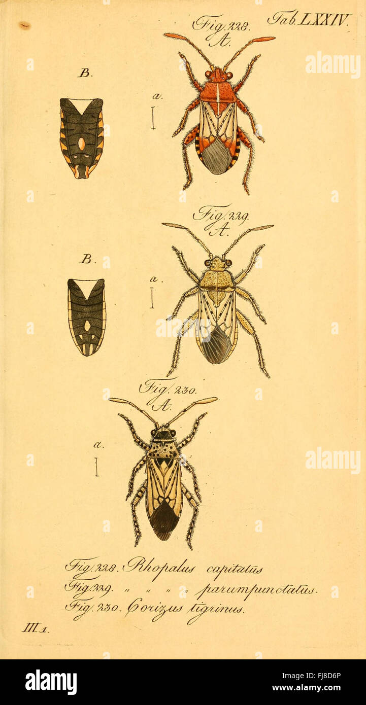 An illustration from 'Die Wanzenartigen Insecten', focusing on the ...