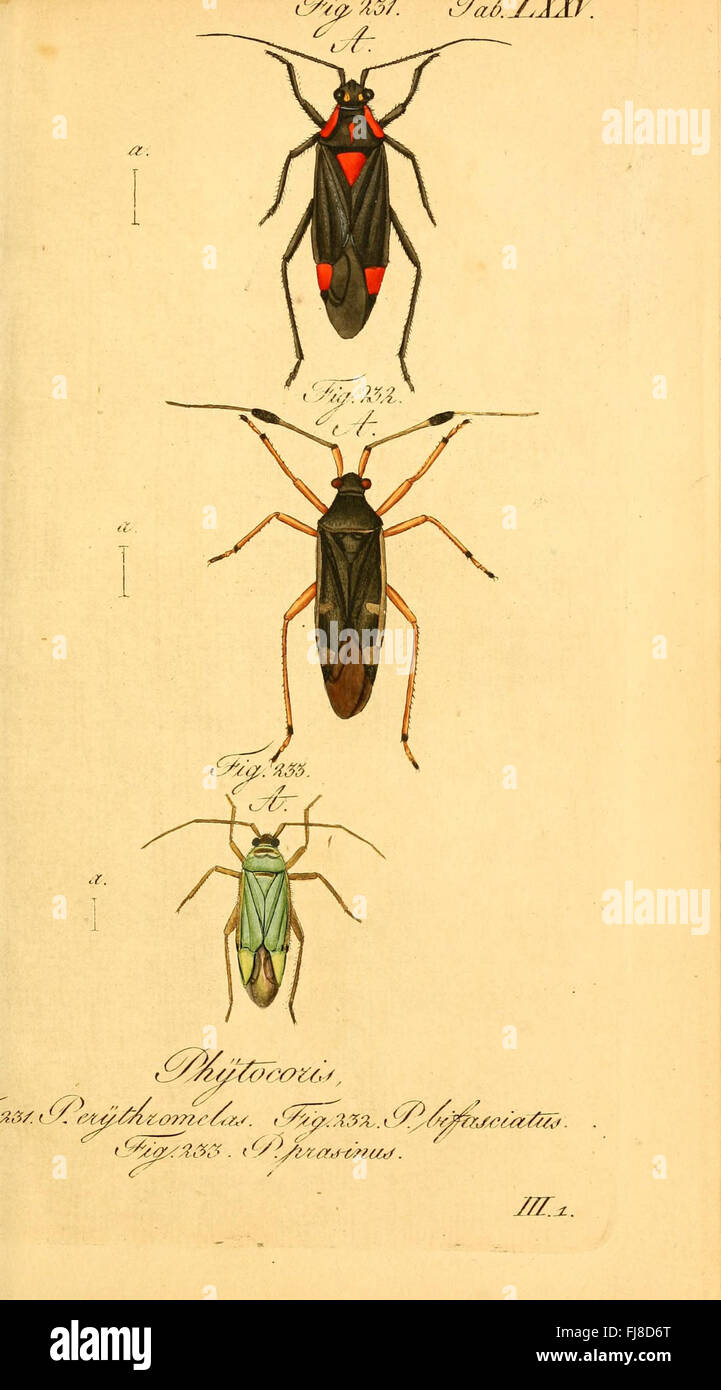 A detailed study and illustration of the Hemiptera order, including ...