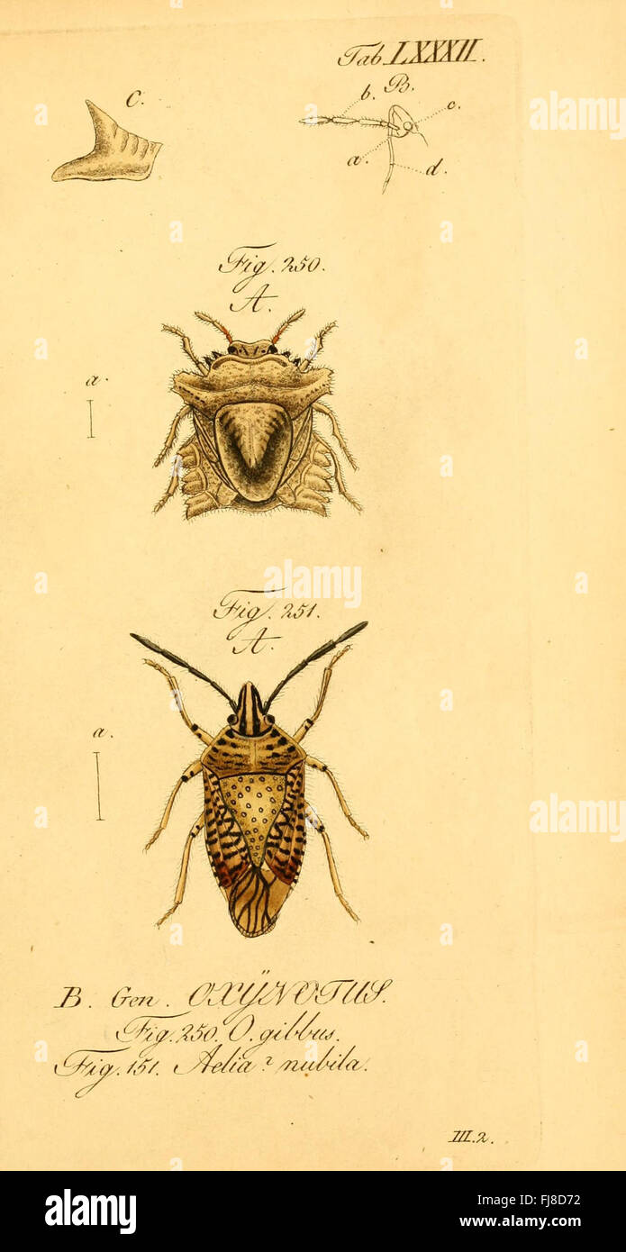 An illustration and description of Hemiptera insects, focusing on their ...