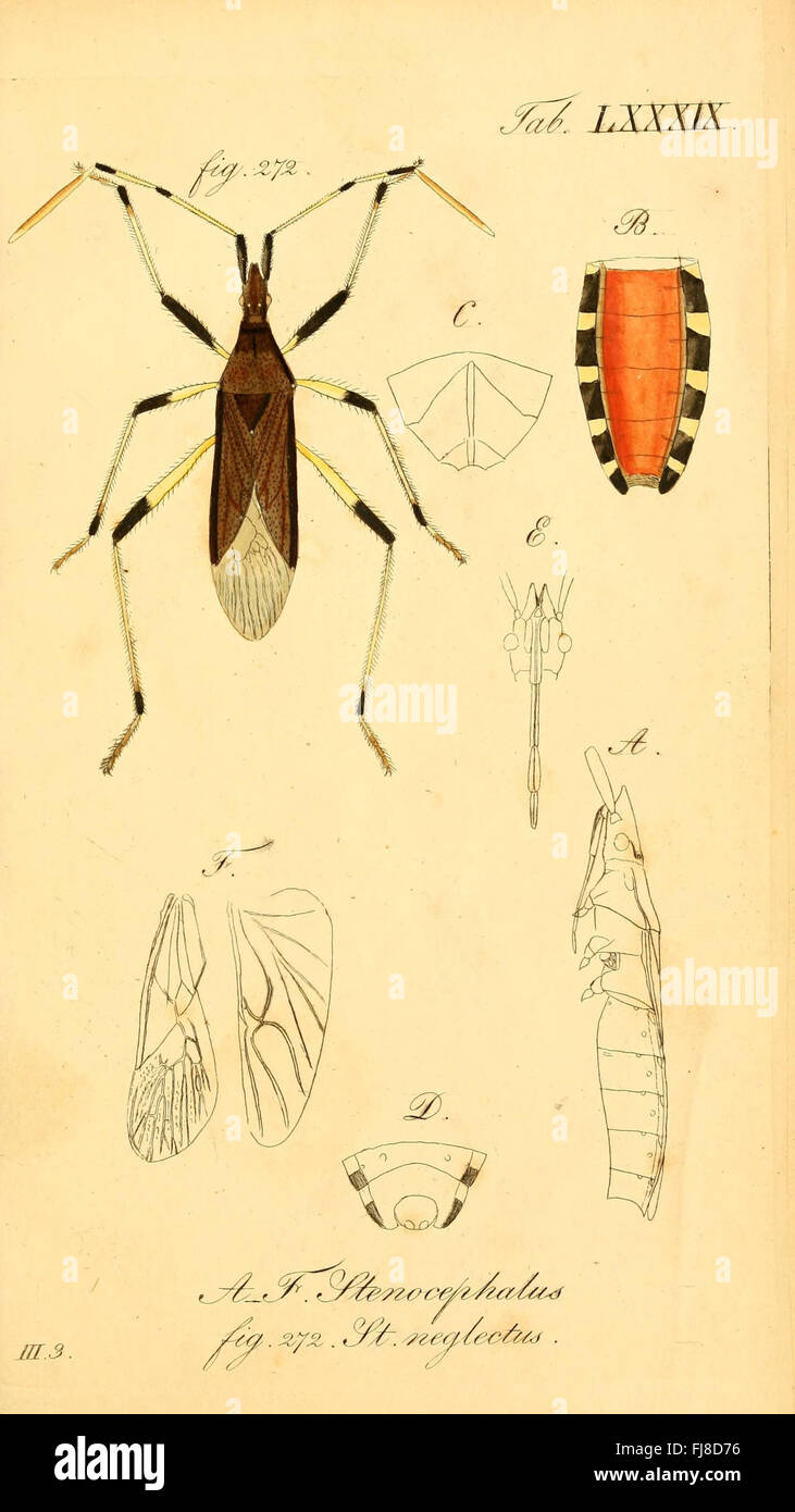 A detailed scientific study of hemipteran insects, with illustrations ...