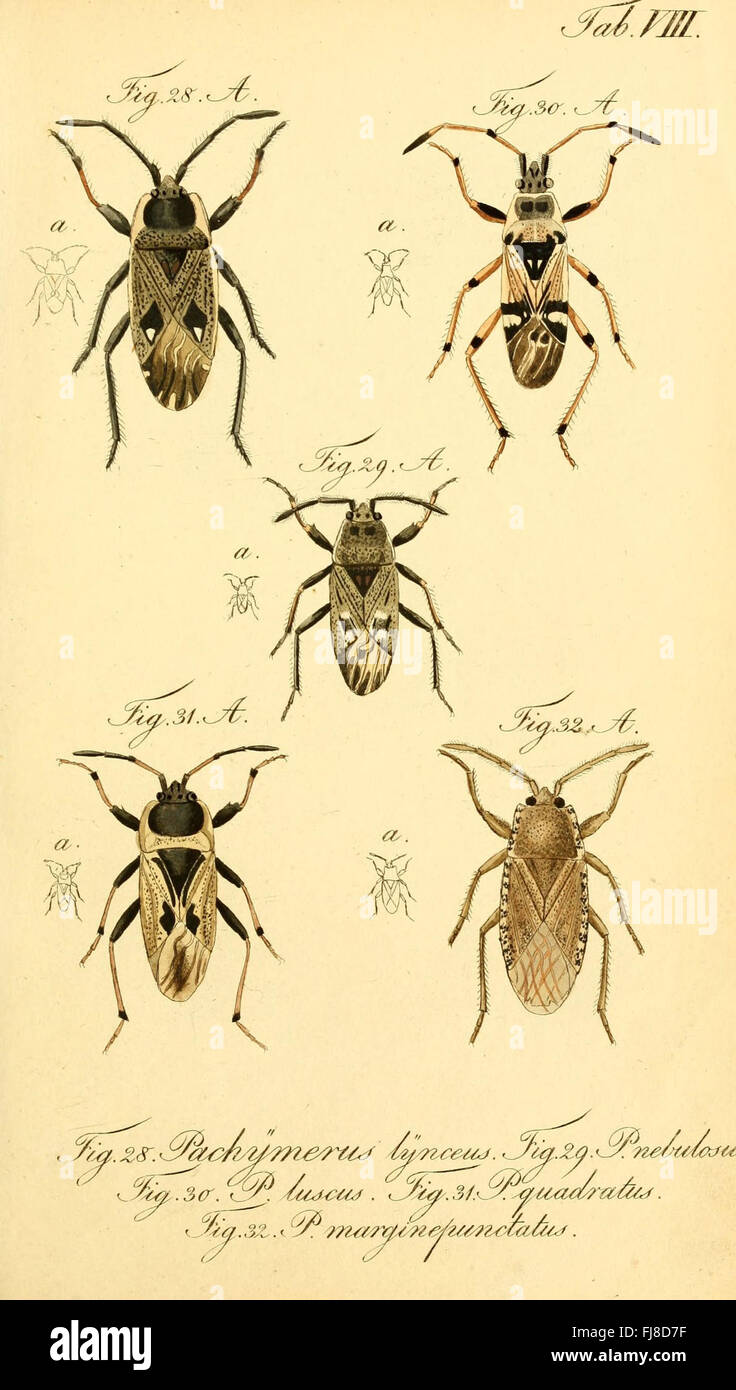 A German work on Hemiptera insects, focusing on the identification and ...