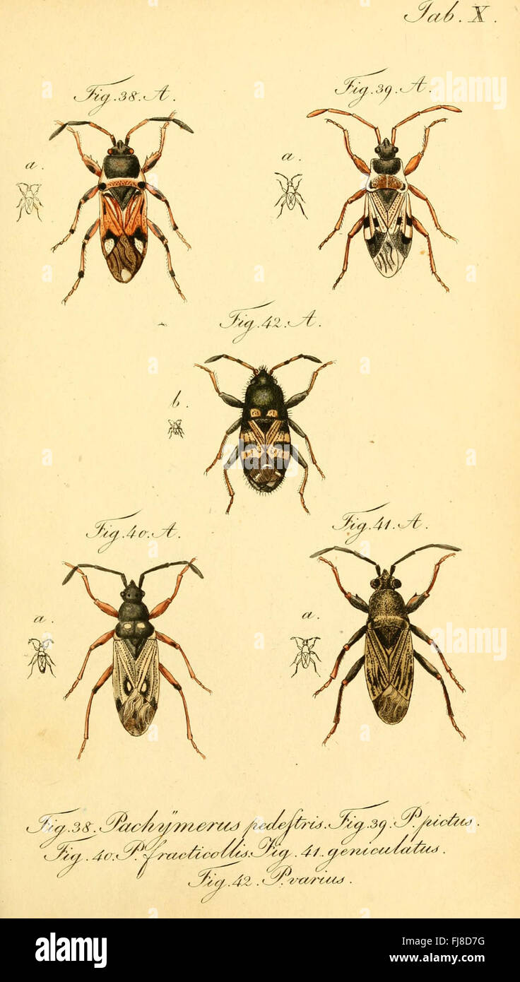 A work on the insect order Hemiptera, with a detailed illustration from ...