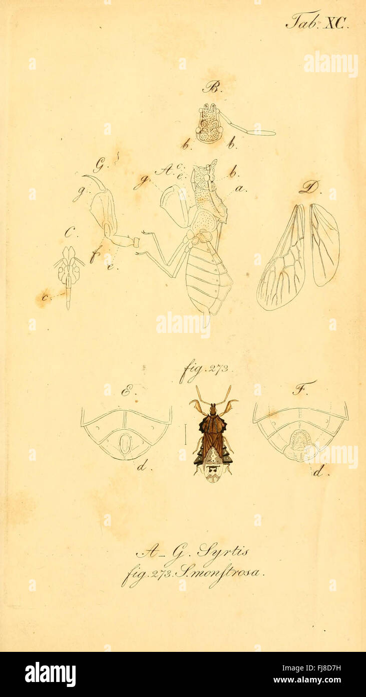 An illustrated study of Hemiptera insects, exploring the diversity and ...