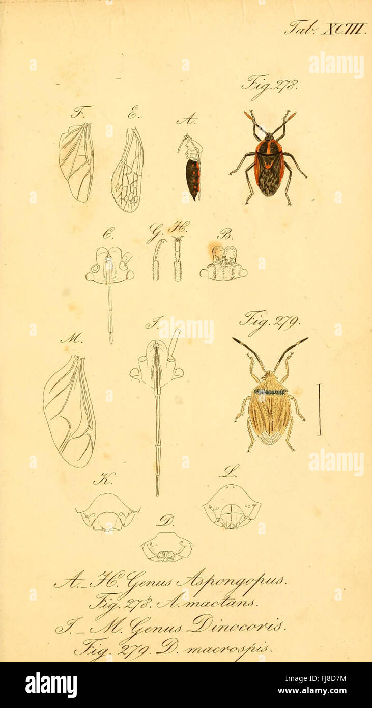 A German work featuring illustrations and descriptions of hemipteran ...